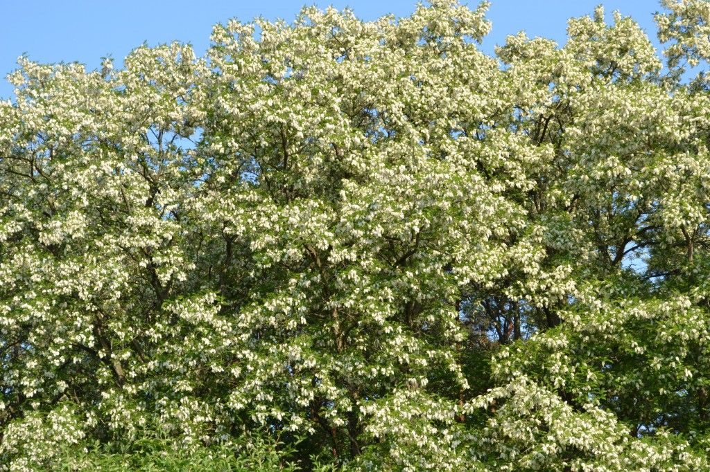 Robinienblüte wie noch nie… - Helgas Garten